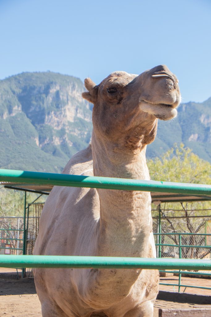 QUE HACER – Centro Recreativo Los Faisanes